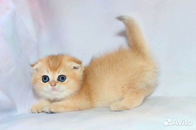 Золотая девочка ny 12