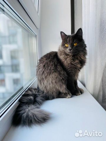 Молодая кошечка (нибелунг)