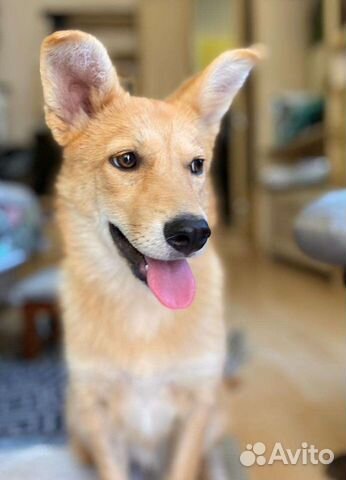 Собака на счастье, на удачу