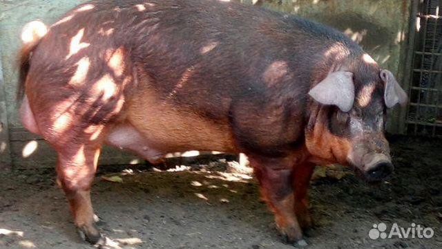 Хряк Дюрок чистопородный