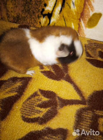 Морская свинка тедди