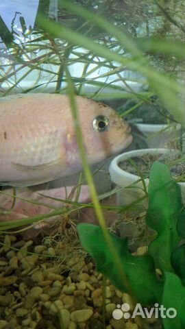 Продам карася