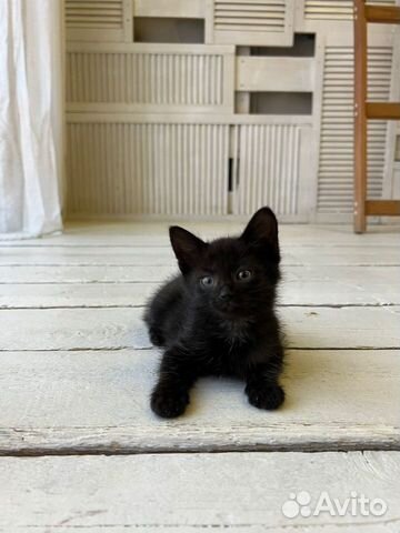 Котенок
