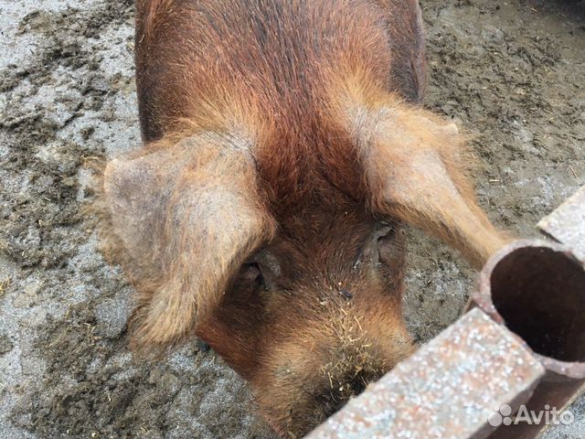 Хряк породы дюрок