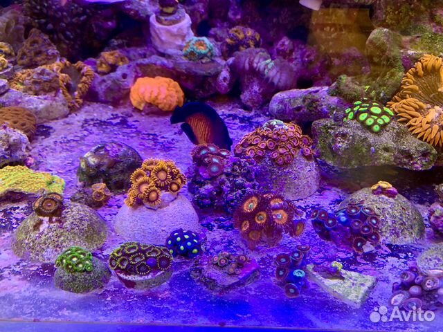 Коллекция кораллов зоантид (зоантусы)