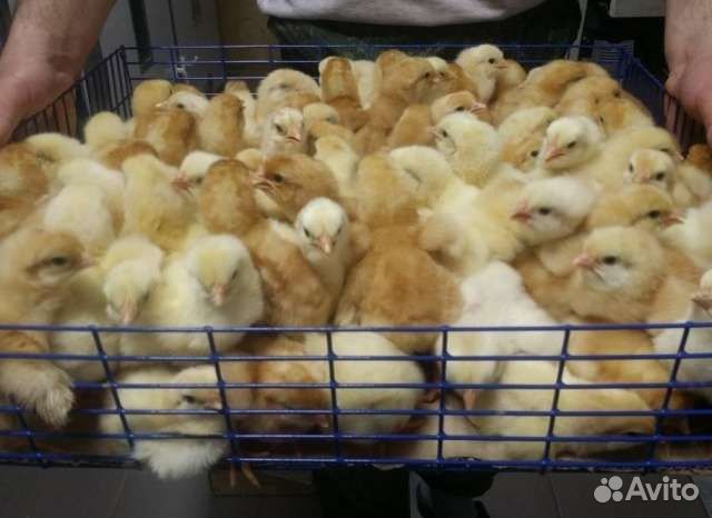 Цыпленок несушка Ломан Браун