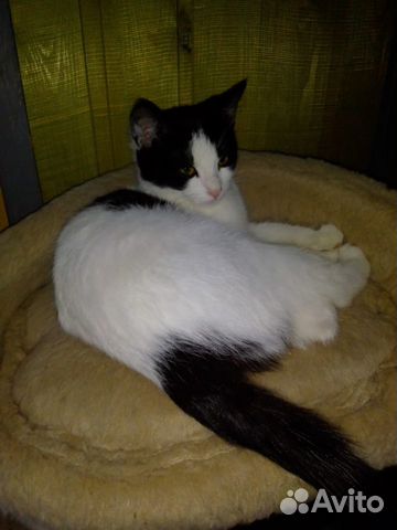 Котенок мальчик в добрые руки