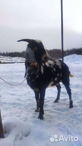 Нубийский козел