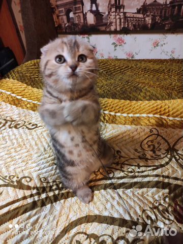 Шотландская плюшечка