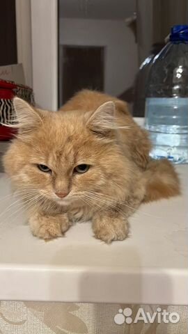 Котав добрые руки