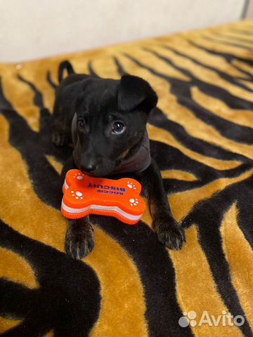 Ищет дом щенок не крупной Собачки Багира