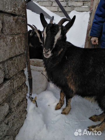 Альпийские козы