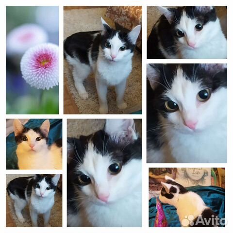 Котик Плюшка. Ему сейчас 9 месяцев