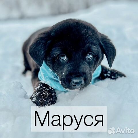 Маруся, подкидыш в коробке