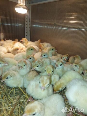 Индюшата Хайбрид Конвертер