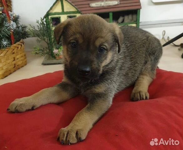 Щенки 1,5 месяца ищут хозяев. В хорошие руки