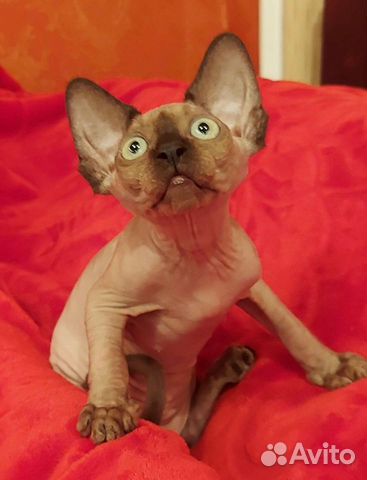 Канадский сфинкс шоколадная девочка 2 мес