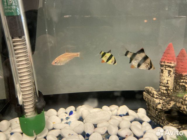 Аквариумные рыбки бесплатно