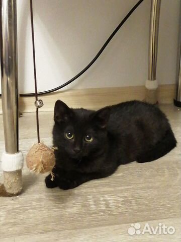Котенок Ролл Мышелов ищет Любящий дом