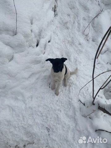 Бездомные щенята