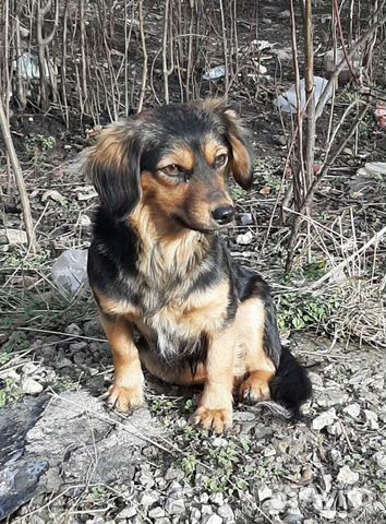 Собака в добрые руки