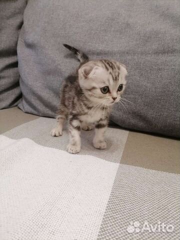 Шотландский вислоухий кот
