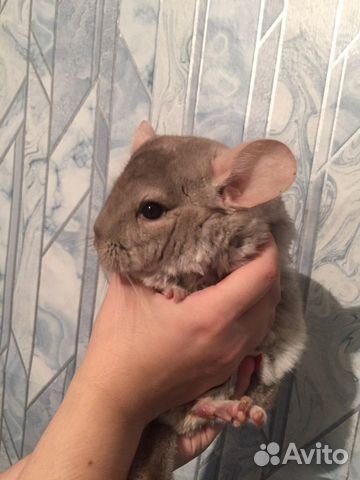 Шиншилла