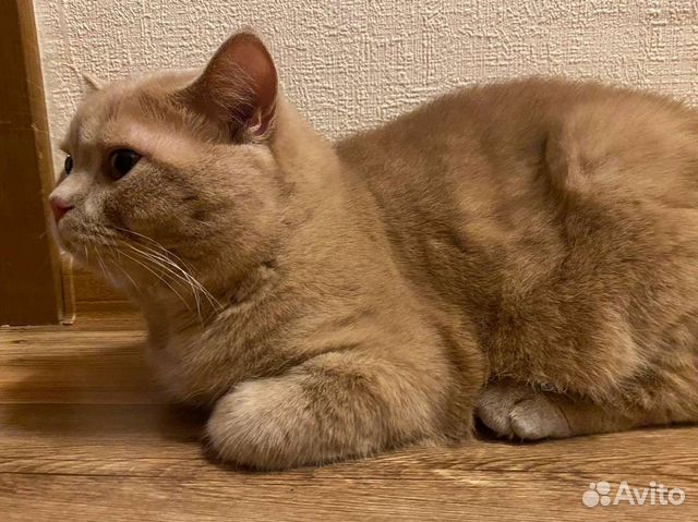 Шотландский крупный кот вязка