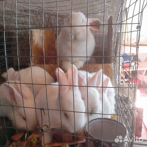 Крольчата великанов