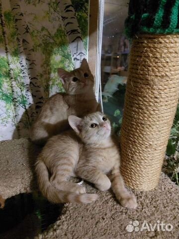 Котятки-рыжики