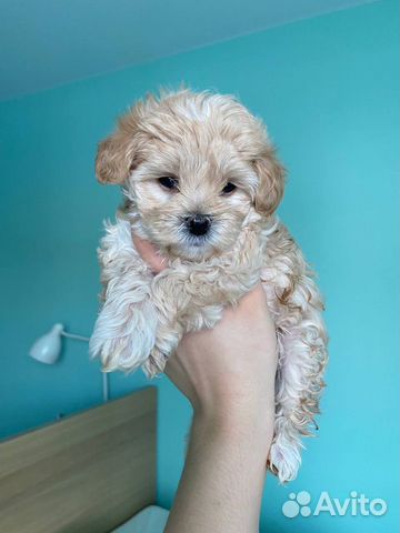 Мини мальтипу Корея