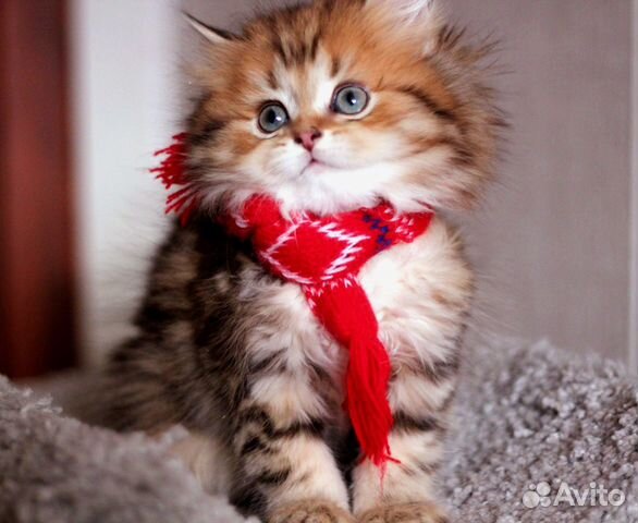 Роскошный дш британец золотой мрамор
