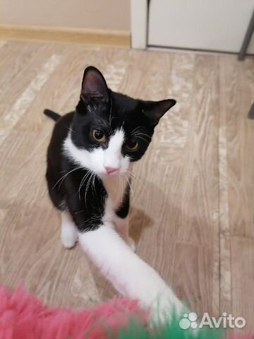 Котенок компаньон