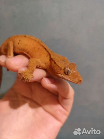 Реснитчатый бананоед, самка