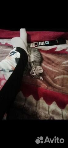 Котята в добрые руки бесплатно