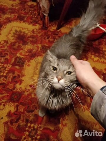 Кот бесплатно