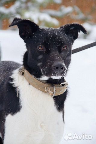 Собака Дина ищет хозяина. Отдадим в хорошие руки