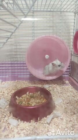 Джунгарский хомяк, клетка