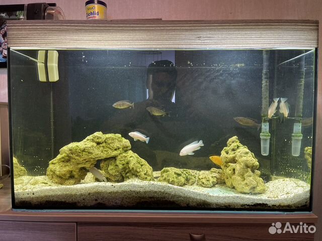 Акуариум с цихлидами и внешним фильтром