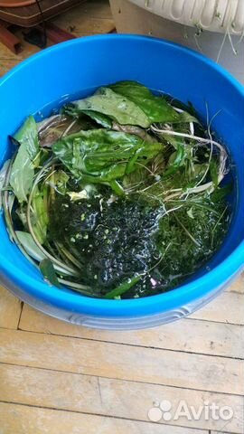 Аквариумные растения