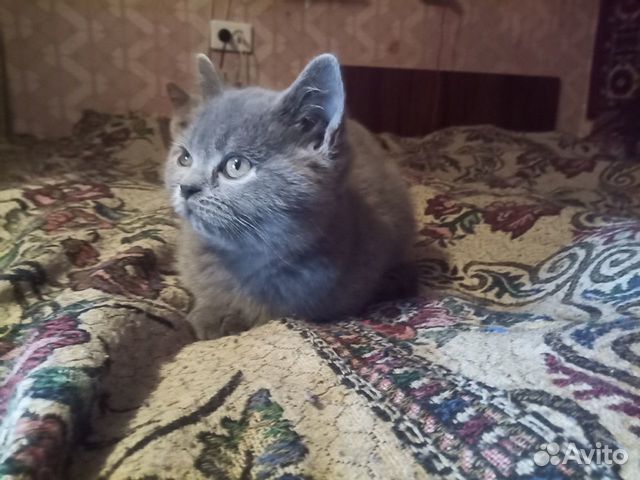 Котик шотландский прямоухий 2 месяца