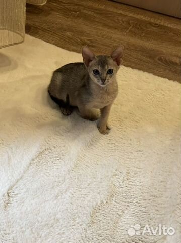 Абисинский котенок