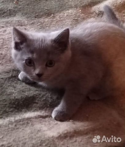 Котята-британцы(есть вислоухие),приученные к лотку