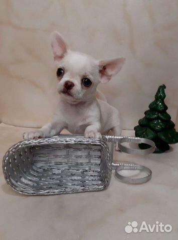 Белоснежное чудо для выставок и для разведения