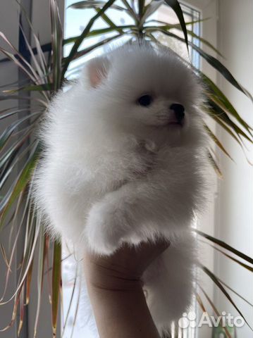 Щенки белого шпица