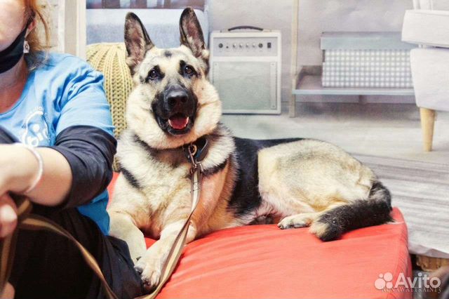 Собака в добрые руки. 5 лет