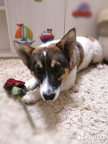 Лапочка Алиса ждёт хозяина