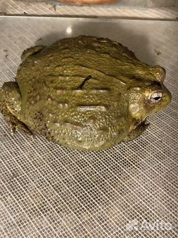 Лягушка - водонос (Bullfrog )