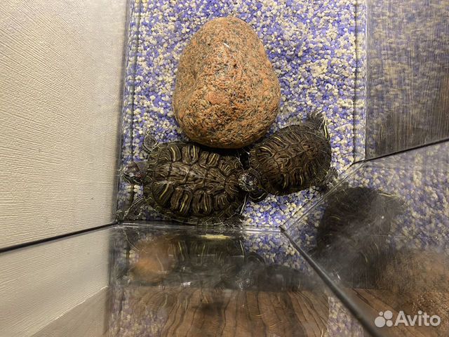 Красноухая черепаха с аквариумом