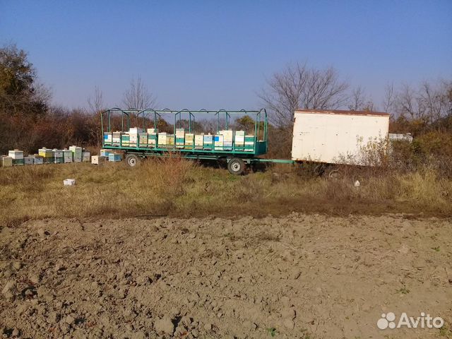Продам пчелосемьи
